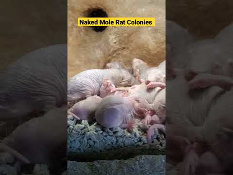 Funny Looking Naked Mole Rat Babies Colonies #shorts