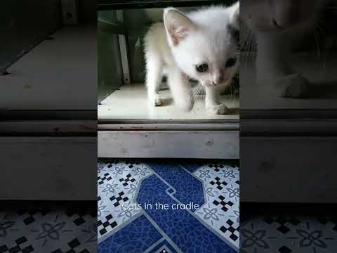 cats in the cradle#@cats.stories890 #mycat #shorts