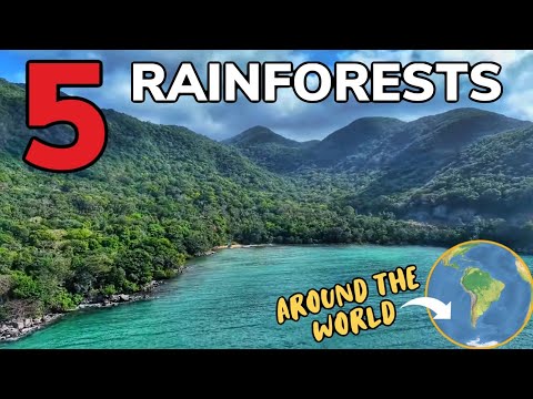 Rainforests Around the World | Learning Made Fun
