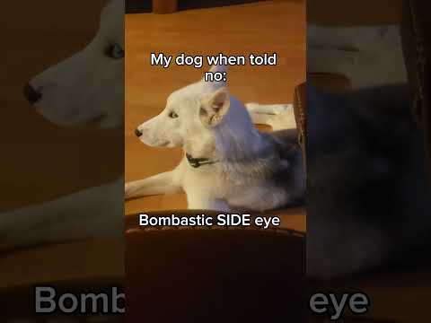 side eye. #dog #trending #meme #husky #shorts