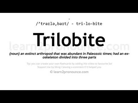 Trilobite pronunciation and definition