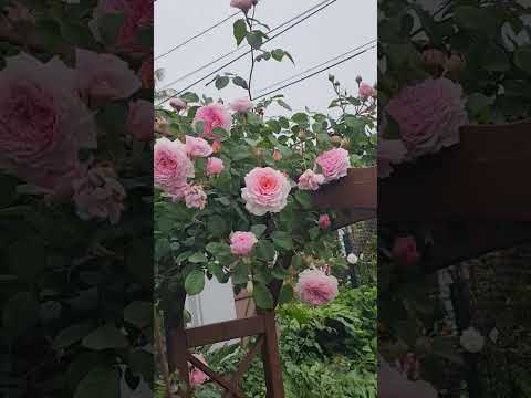 Big Momma Hybrid Tea rose and James galway climbing rose -zone 10A, one year old