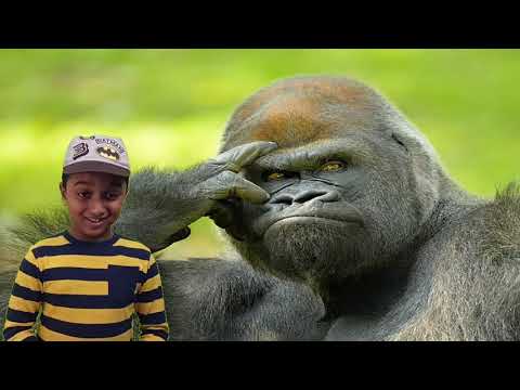 Gorilla! Fun facts for Kids.