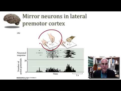 UMNC Premotor Cortex