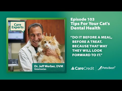 Tips For Your Cat’s Dental Health with Dr. Jeff Werber | Care Experts by CareCredit