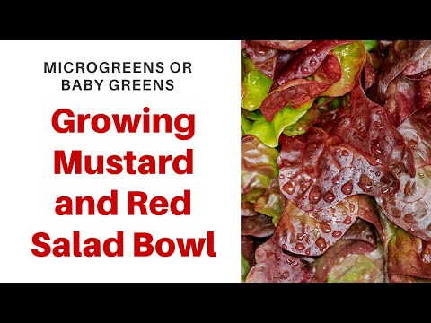 How To Grow Mustard Greens and Planting Red Salad Bowl And Growing Baby Greens Or Micro Greens Worms