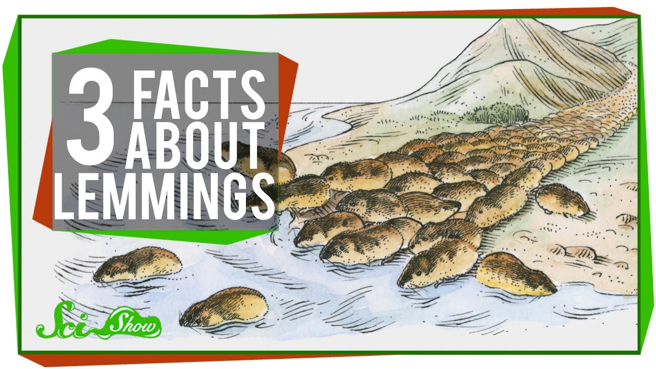 3 Facts About Lemmings