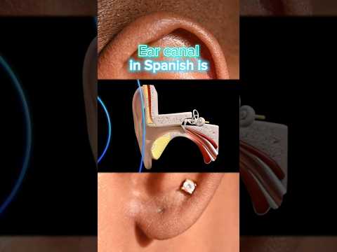 EAR CANAL IN SPANISH | Medical Consecutive Interpreting