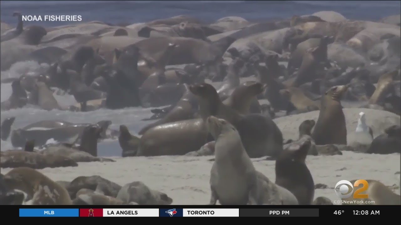 How A Shocking Environmental Disaster Was Uncovered Off The California Coast After 70 Years