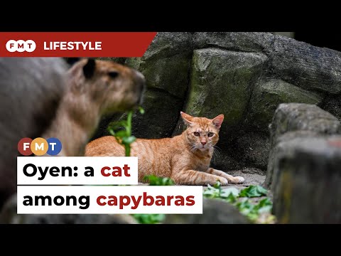 Meet Oyen, Zoo Negara’s capybara cat | weehingthong