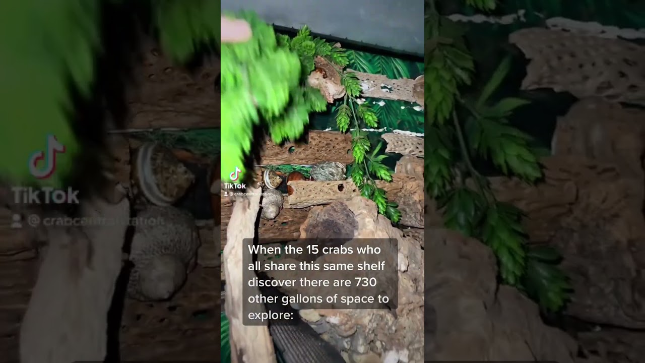 #shorts #youtubeshorts Hermit Crabs are incredibly social animals 🥹