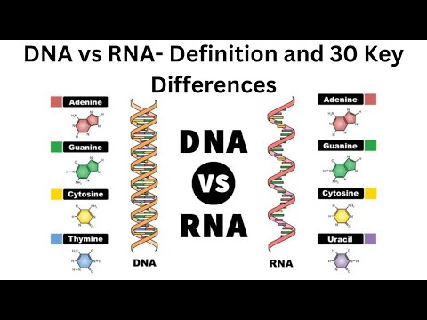 DNA vs RNA Definition and 30 Key Differences