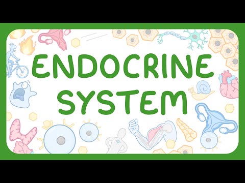 GCSE Biology - The Endocrine System