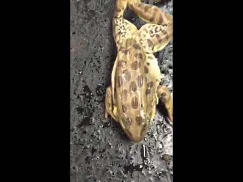 Frog dissection external