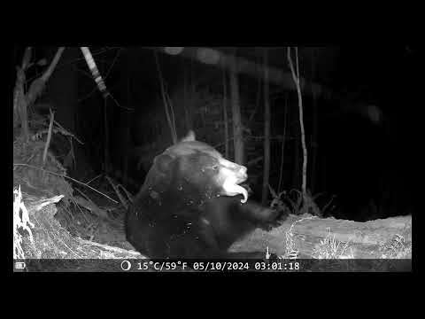 How to download 8k Trail Camera Videos to post on your YouTube page.