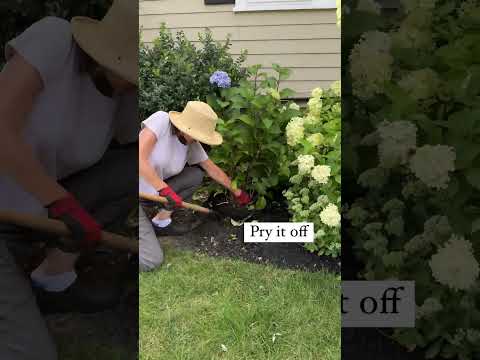 How To Divide A Hydrangea (yes, it's a thing!)
