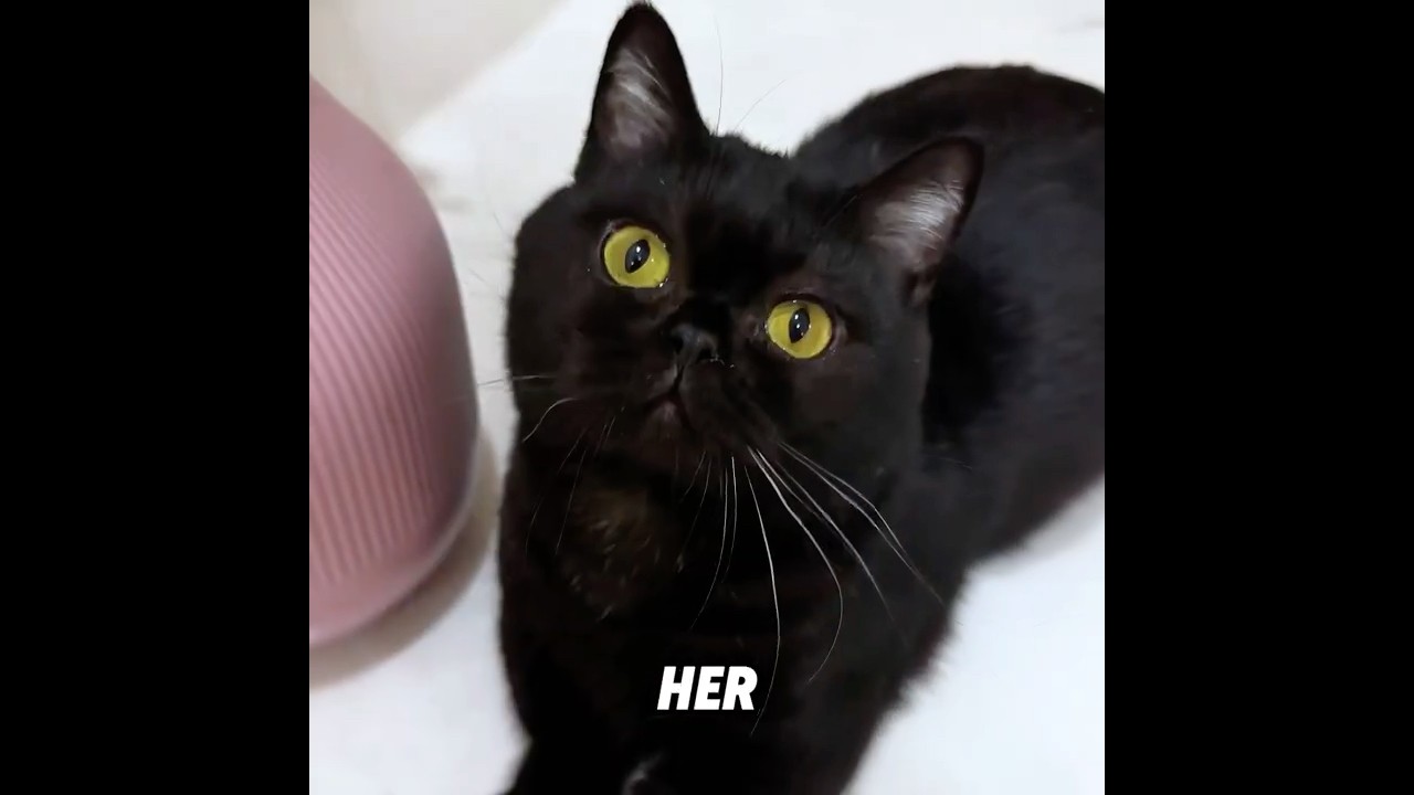 This cat helps the woman find her husband’s secret cash stash.#cat #funny #cute #shorts