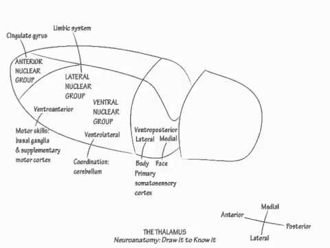 Thalamus - Neurology - Medbullets Step 1