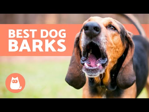 BEST Videos of DOGS BARKING REALLY LOUD πΆπ Very Funny Dog Barking Comp!