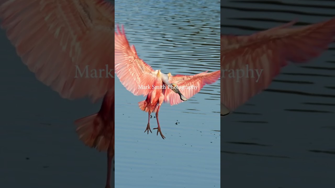 Rate this birds landing. 1-10? Beautiful roseate spoonbill 16x slow motion landing. #bird #wildlife