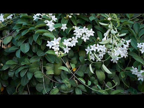 How to propagate a plant (Madagascar Jasmine) 4K