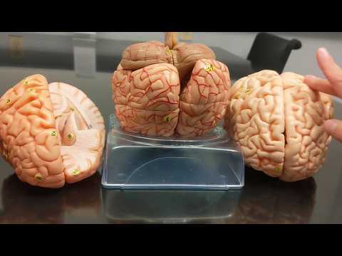 Brain Anatomy | Review and Quiz 2