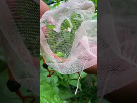 Save true seeds and avoid cross pollination. By doing so, you can keep the same genetic traits