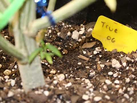 True OG From Soma's Sacred Seeds