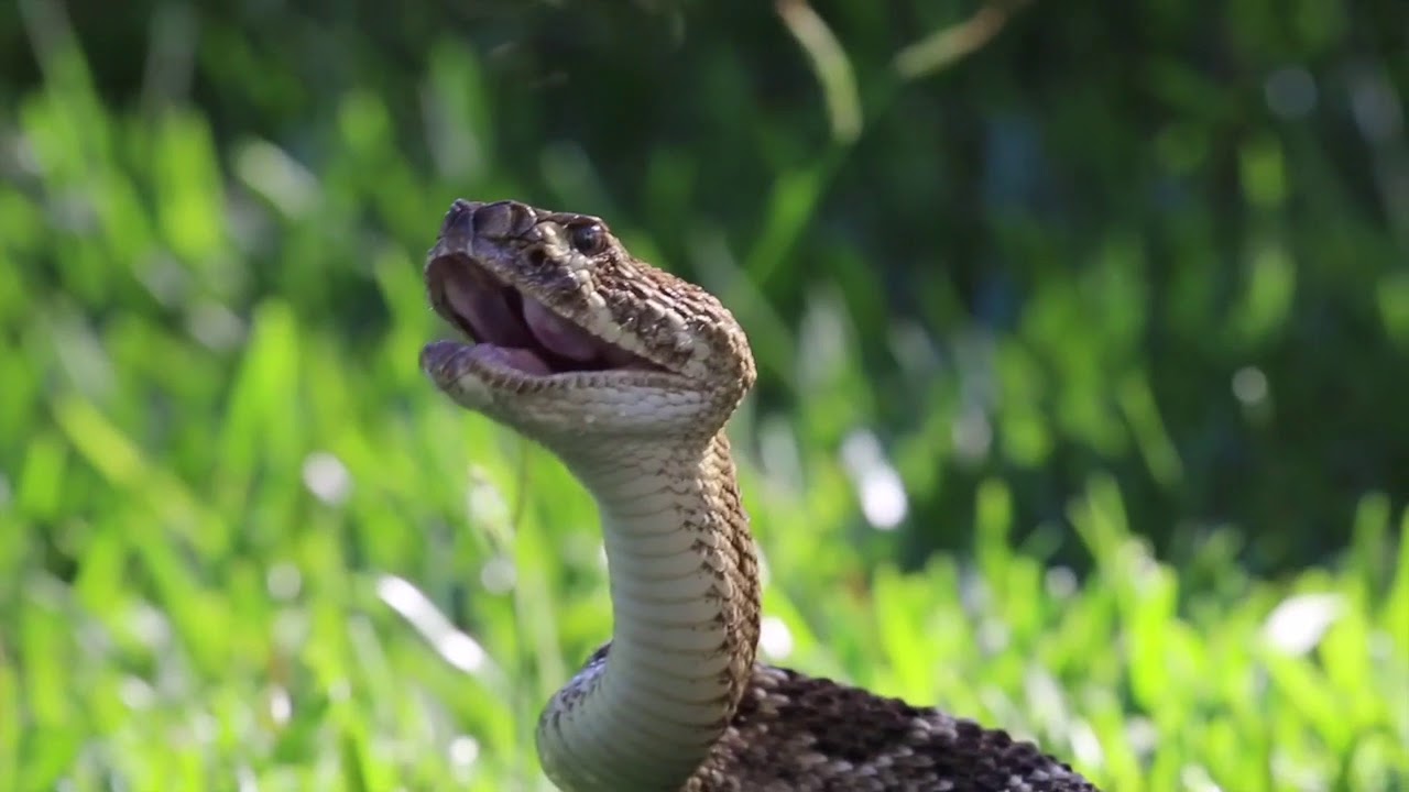 EPIC RATTLESNAKE STRIKE