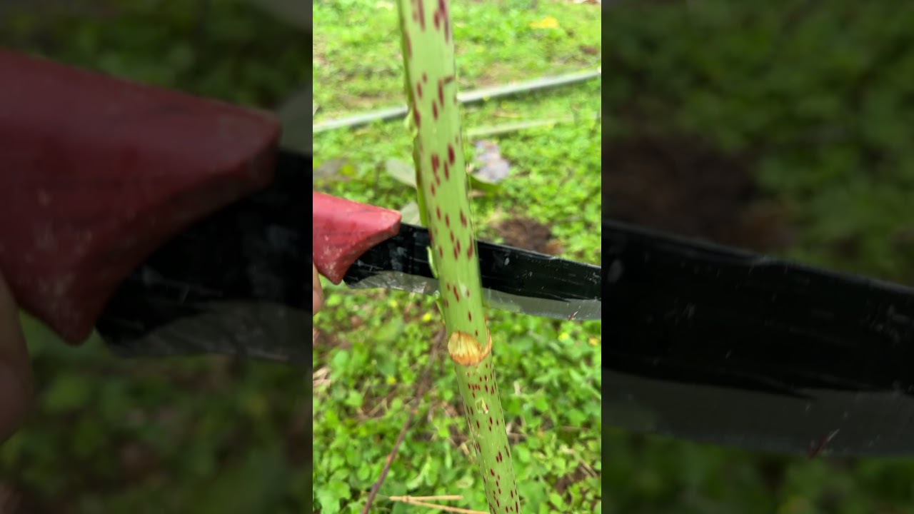 Stem Peeling Tips: How to Peel the Spotted Stem Fast!