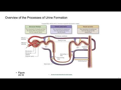 Glomerular Filtration | Overview | Part 1