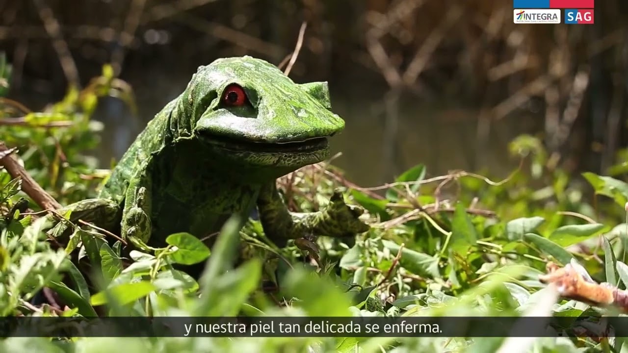 Fauna silvestre de Chile: la rana chilena y el sapito cuatro ojos ...