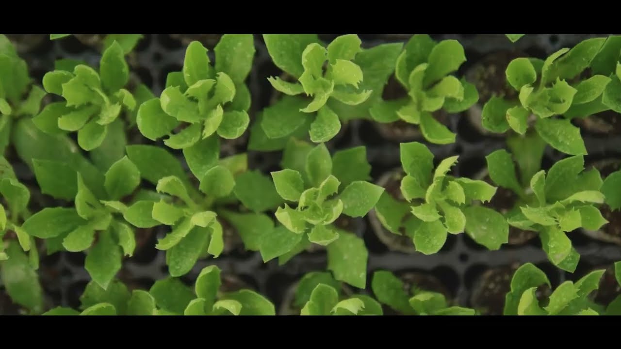 We are Hendriks Young Plants 🌱