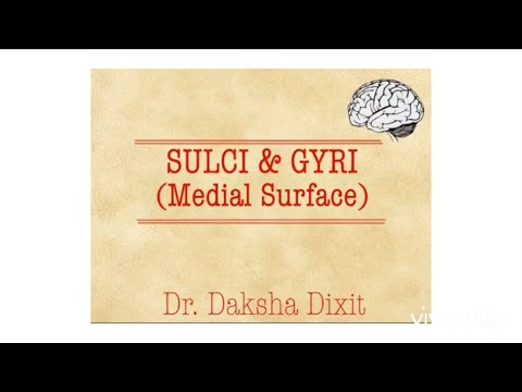 SULCI & GYRI (MEDIAL SURFACE)