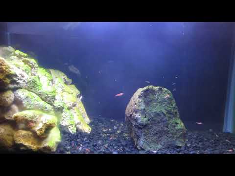 A Dozen Opae’ula Zoeae in 10-Gallon (West) | Opae'ula