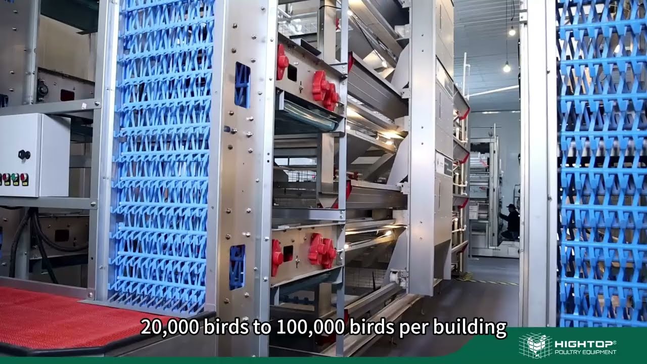 HIGHTOP Automatic Layer chicken equipment