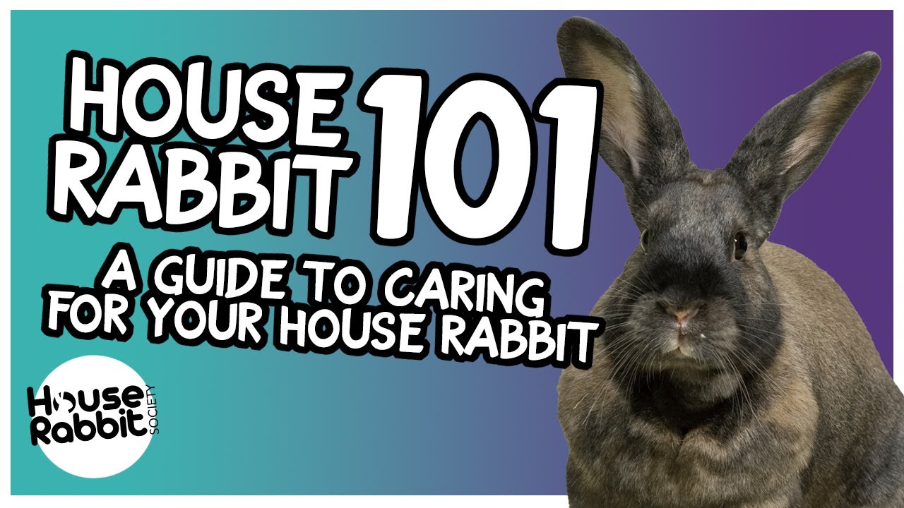 House Rabbit 101: A Guide to Caring For Your House Rabbit
