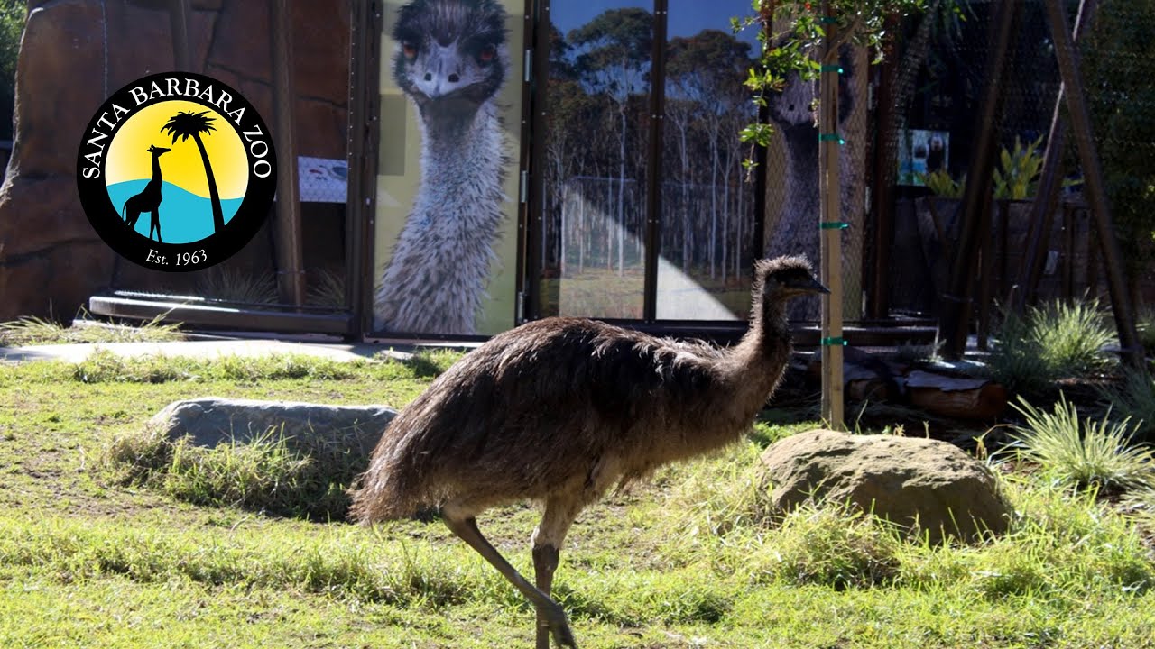 10 Things You Didn't Know About Emu
