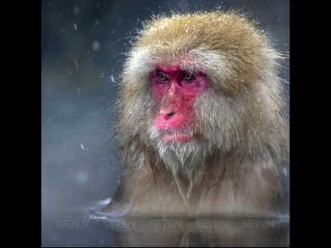 Where do monkeys live. #112