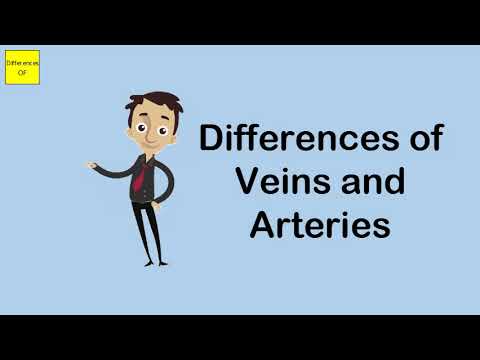 Differences of Veins and Arteries