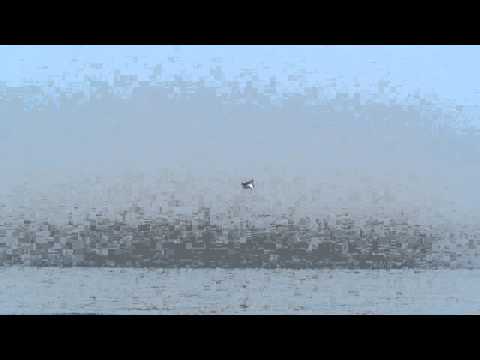 Pomarine Jaeger lays the beats on a Gull