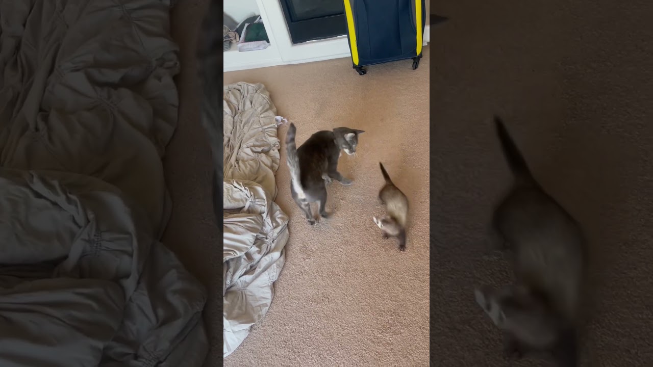 Ferret and cat playing! #cuteanimals #ferret