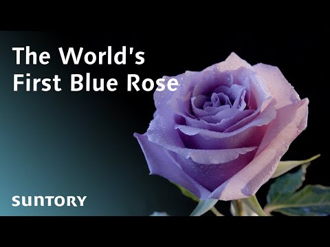Development of the World's First Blue Rose