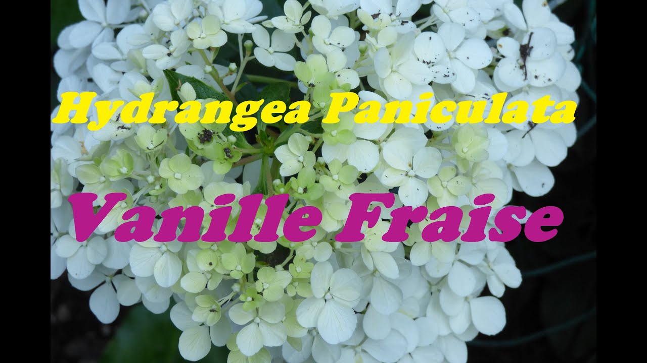 Fioritura Hydrangea paniculata “Vanille Fraise” Magnifica varietà di Ortensia Gardening Day
