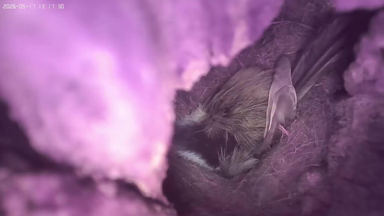 Black Capped Chickadee / Mountain Chickadee Hybrid Nest Cam