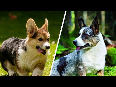 Pembroke Welsh Corgi VS Cardigan Welsh Corgi 🐕🦺 Which Is Most Poplar?