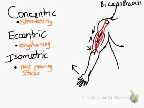 Concentric, Eccentric, & Isometric Muscle Contractions