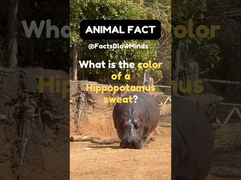 What is the color of Hippopotamus Sweat?🦛| Animal Fact 😅| #shorts #shortsfeed #subscribe