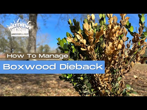 How To Manage Boxwood Dieback