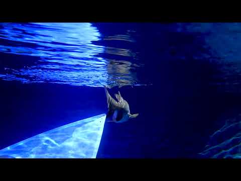 Four juvenile sand tiger sharks join Mystic Aquarium shark habitat
